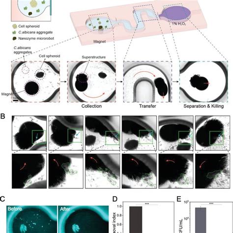 Precision Capturing And Killing Of Fungal Aggregates Using Download Scientific Diagram