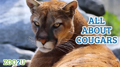 10 Surprising Facts About Cougars That Will Blow Your Mind