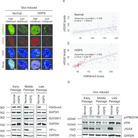 Prc2 Enzymatic Activity Is Regulated By H3k27me3 Binding A Ribbon