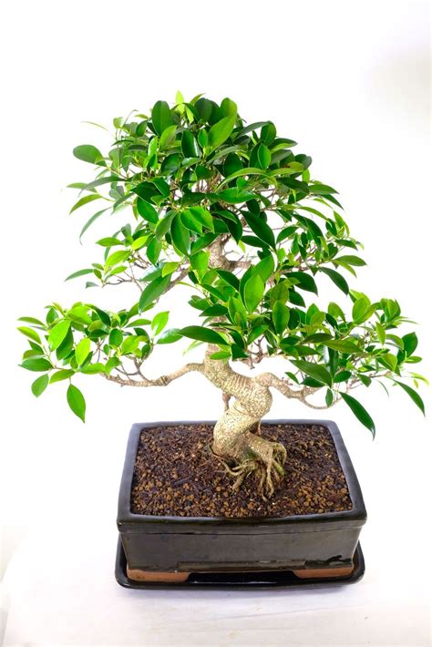 Specimen Indoor Ficus Bonsai Easy Care Feature Focal Point