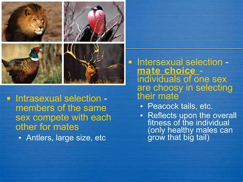 Natural Selection Genetic Drift Gene Flow Ppt