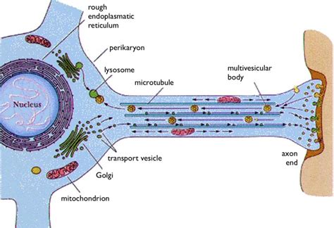 How Does A Neuron Stay Polarized