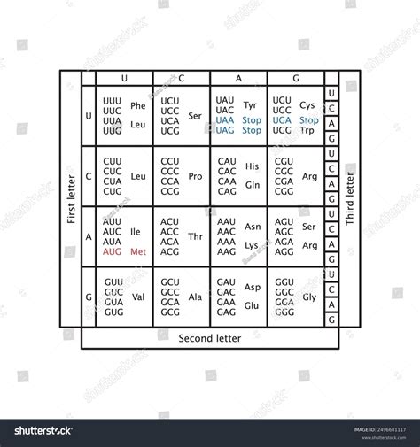 Table Rna Codons Genetic Biological Code Stock Vector Royalty Free 2496681117 Shutterstock