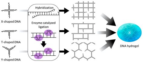 Stimuli Responsive Dna Hydrogel Design Strategies For Biomedical Applications