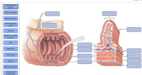 Solved Submucosal Plexus Plicae Circularis Muscular Layer