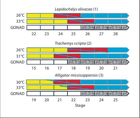 Figure 5 From Gonadal Morphogenesis And Gene Expression In Reptiles With Temperature Dependent