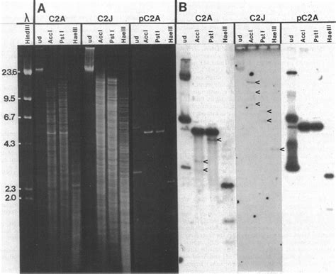 Southem Hybridization Of Plasmid Pc2a And Total Cellular Dna A