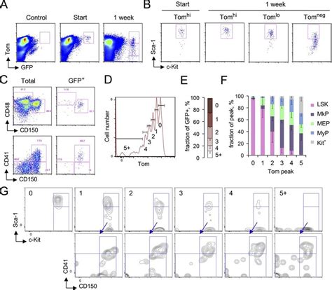 Simultaneous Tracing Of Hsc Proliferation And Differentiation Adult Download Scientific