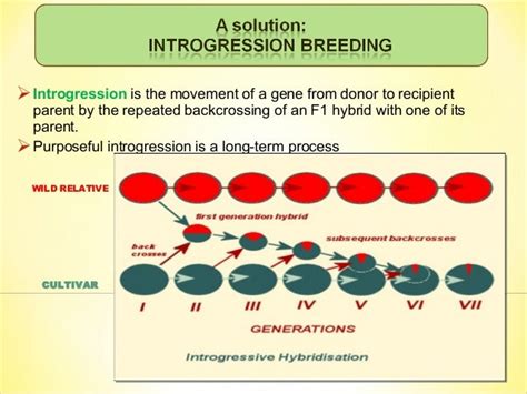 Introgression Breeding For Rice Submergence Tolerance Geetanjali