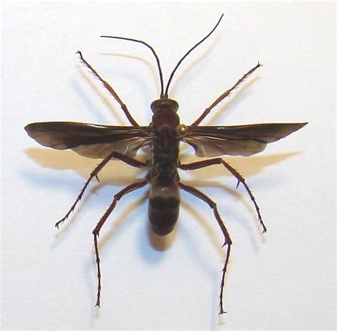 spider wasp bugguide