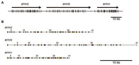 Physical Map And Gene Organization Of The Japanese Lamprey Fast