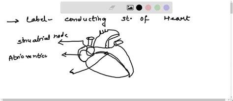 Solved Question Drag The Labels To Identify The Structural Components Of The Conducting System