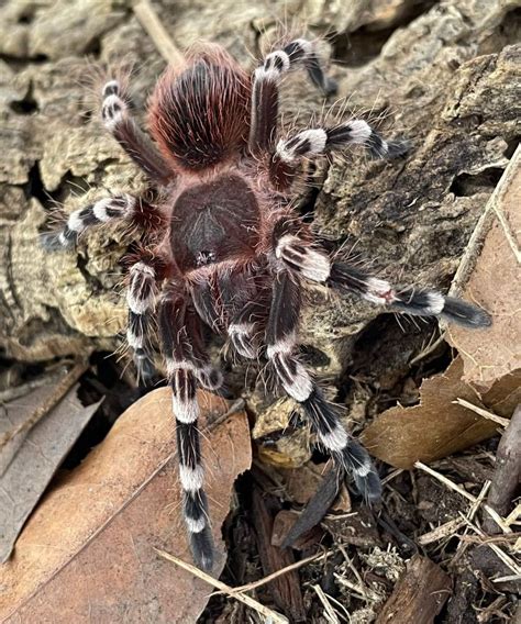Giant Brazilian White Knee Tarantula