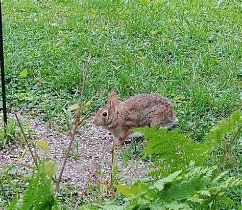 Bun Bun Exploring The Grass