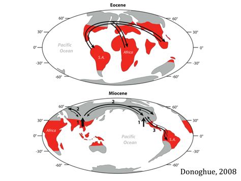 Biome Transitions In Plants Donoghue Lab