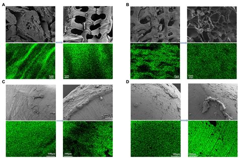 Comparative Investigation On Heterotrophic Denitrification Driven By Different Biodegradable
