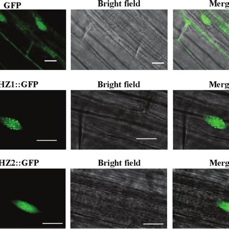 KHZ1 GFP And KHZ2 GFP Are Localized To Nuclear Dots In 7 Day Old Download Scientific Diagram