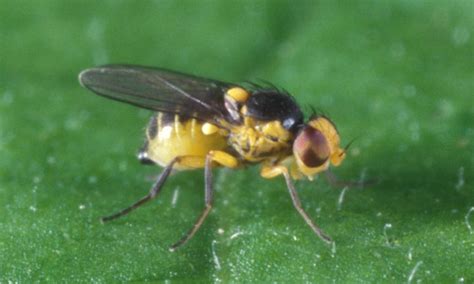 Vegetable Leafminer Pest Prophet Blog