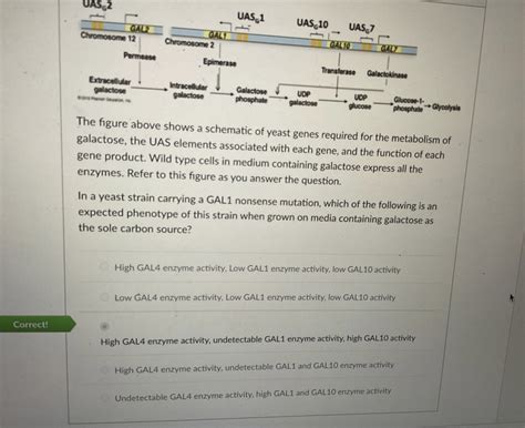 Solved The Figure Above Shows A Schematic Of Yeast Genes