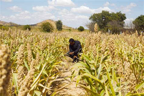 Response Of African Sorghum Genotypes For Drought Tolerance Under Variable Environments Cimmyt