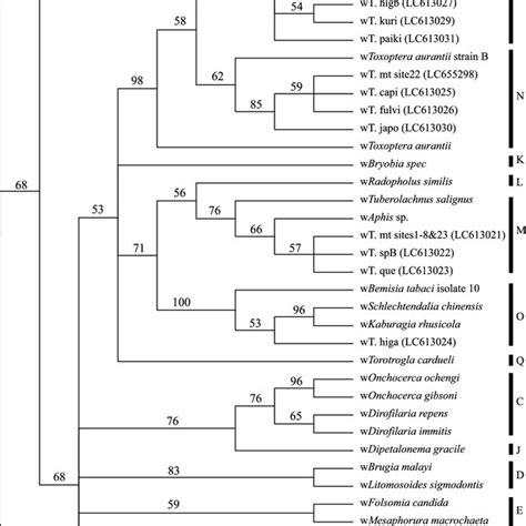 bootstrap 50 majority rule consensus tree inferred by neighbor joining