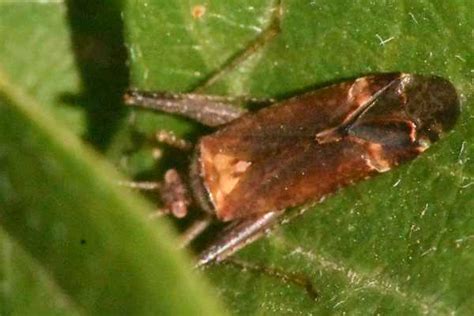 Miridae Mirinae