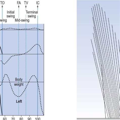 The Ground Reaction Forces During Different Stages Of The Gait [2] Download Scientific Diagram