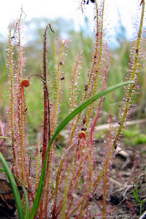 Ну почему прекрасен хищник Росянка убийца мух и комаров Tanjand — Livejournal