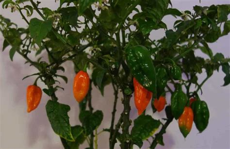 Can You Grow Hot Peppers Indoors Easy Guide And Tips The Bountiful