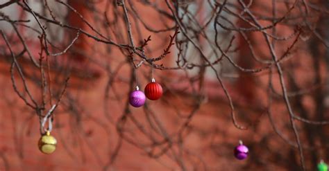 가지 겨울 겨울 시즌 계절 관념적인 광야 교수형 장식품 금 공 나무 나무 장식 낮 다채로운 공 단순한