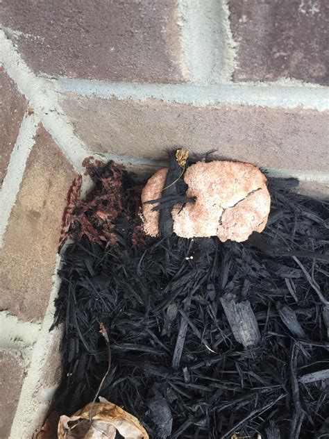 Any Idea How To Get Rid Of This Stuff It Pops Up Overnight In Random Places R Landscaping