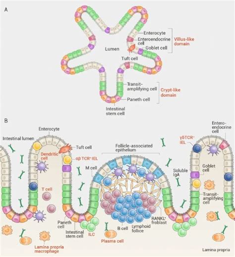 “二代” 类器官—免疫细胞浸润的体内类器官 Medchemexpress 脉脉
