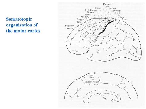 ANATOMY AND PHYSIOLOGY OF MOTOR SYSTEMS CHAPTER V