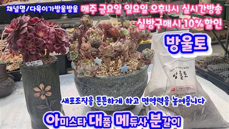 딸딸묵은 아미스타대품 분갈이해요방울토한번써보세요면역력을 높여줍니다 Youtube