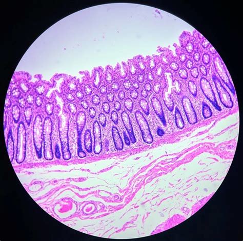 Digestive System Histology Organ Id Flashcards Quizlet