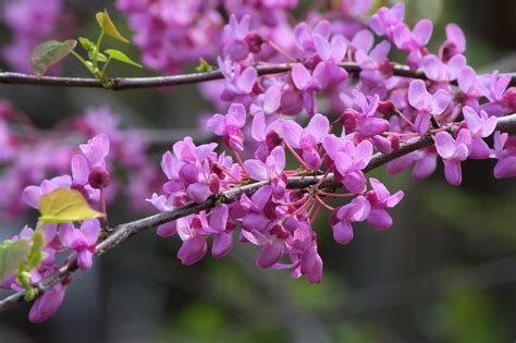 Eastern Redbud Spring