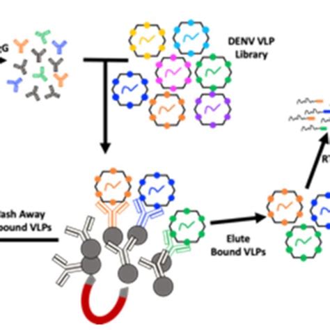 Schematic Showing The Workflow For Our Modified Deep Sequence Coupled