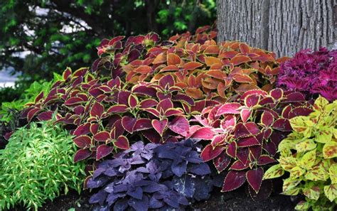 Plantas.Info – Informacion sobre todos los tipos de plantas medicinales ...