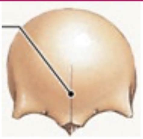 7 Joint Classifications Flashcards Quizlet