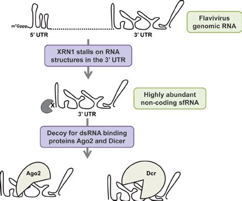 Model Depicting Formation Of Sfrna And The Function Of The Non Coding