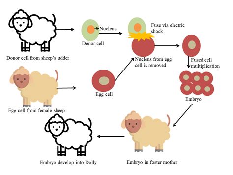 Cloning Dolly Sheep Genetic Engineering