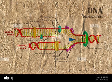 Dna Replication Paper Model