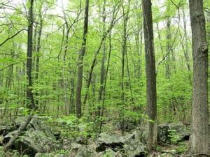 These Maple Trees Switch Their Sex After Physical Damage Futurity