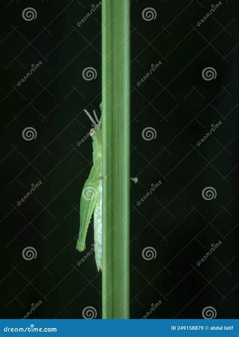 Grasshopper Hide Behind The Grass After Moulting Stock Image Image Of