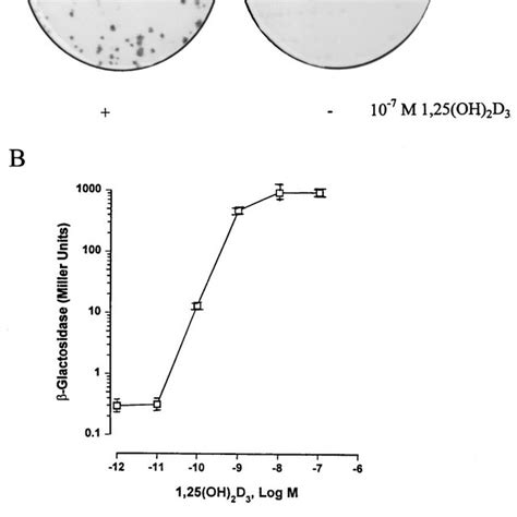 Interaction Of The Vdr With The Src 1 In The Presence Of Ligand A Download Scientific Diagram