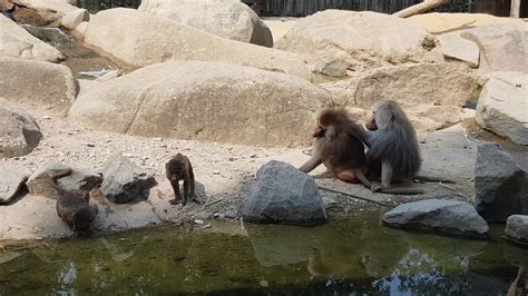 მაიმუნები Youtube