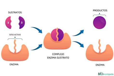 Ejemplos De Enzimas