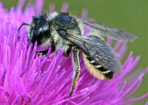 Leaf Cutting Bee At Home Megachile Bugguide Net