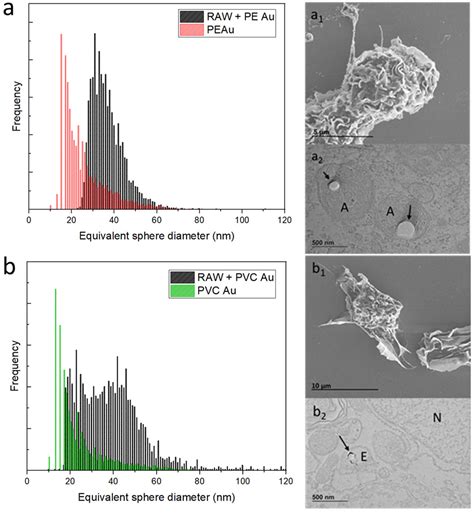 Nanomaterials Free Full Text Investigating The Cellular Uptake Of