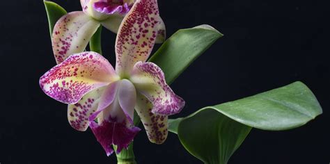 Brassolaeliocattleya Blc